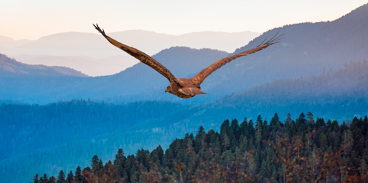 HawkWatch International (HWI) Global Raptor Research and Conservation ...